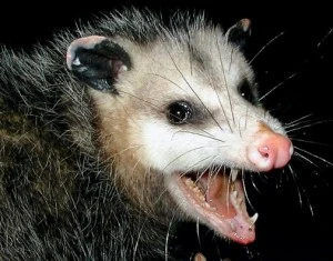 SCP-4055-J | Wiki La Fundación SCP | Fandom