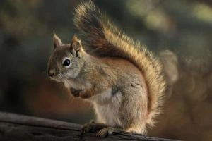 SCP-2797 | Wiki La Fundación SCP | Fandom