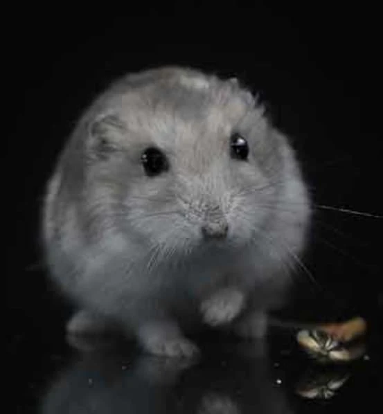 SCP-1616 | Wiki La Fundación SCP | Fandom