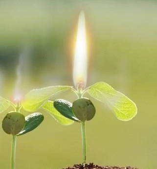 SCP-1612 | Wiki La Fundación SCP | Fandom