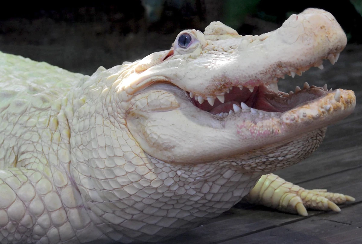 Scp 7123 | Wiki La Fundación SCP | Fandom