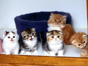 SCP-2558-J | Wiki La Fundación SCP | Fandom