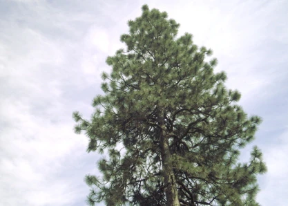 SCP-2881 | Wiki La Fundación SCP | Fandom