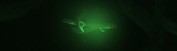 SCP-3000 | Wiki La Fundación SCP | Fandom