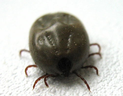 SCP-1655 | Wiki La Fundación SCP | Fandom