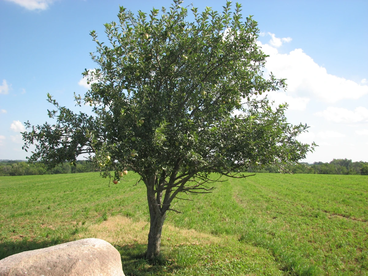 SCP-038 | SCPAbridged Wiki | Fandom