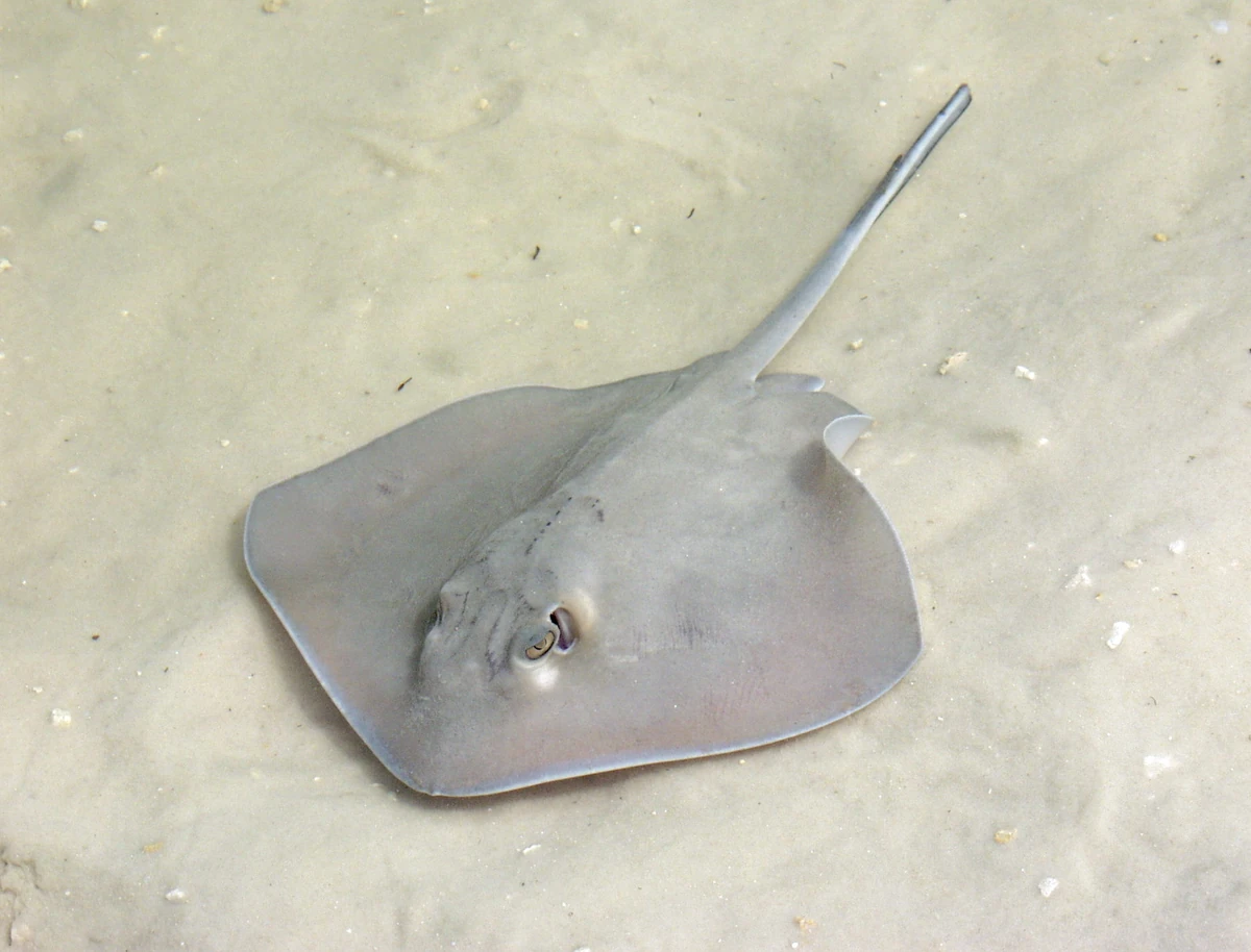 SCP-1776660 "The Stingray" | SCP Foundation Wiki | Fandom