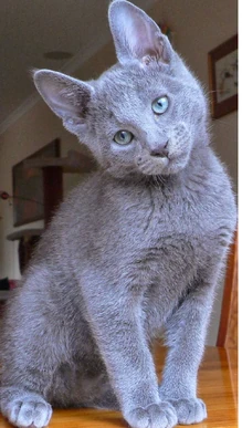 SCP-5271 | SCP Foundation Wiki | Fandom