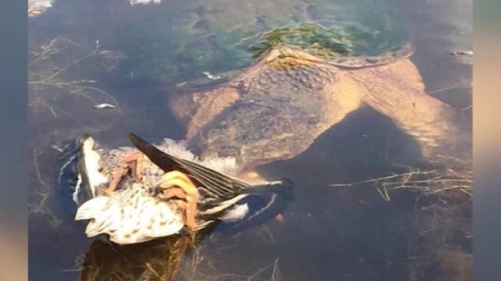 SCP-5682 "Grumpy" | SCP Foundation Wiki | Fandom