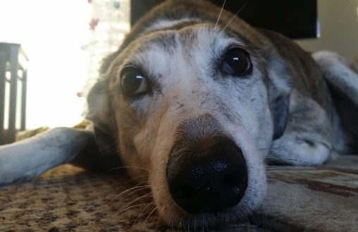 Log Of Anomalous Items | SCP Wiki | Fandom