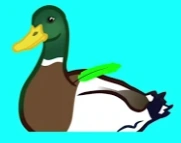 Duck (Gracie Jones's 2nd Channel) | Scratchpad | Fandom