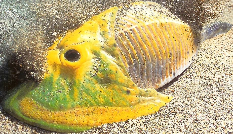 Cephalaspis | Scratchpad | Fandom