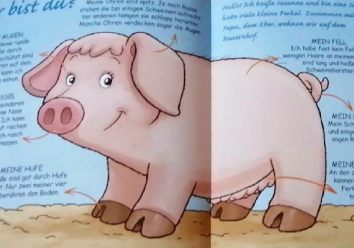 Lucy the Pig (Character) | Scratchpad | Fandom