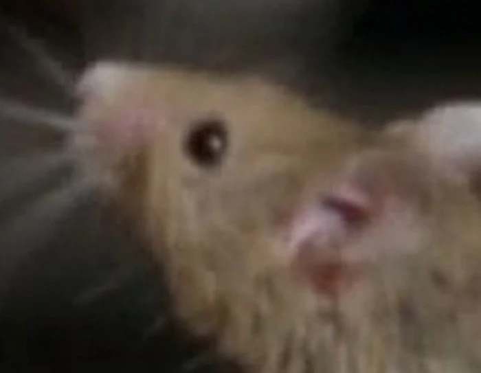 Louis (Garfield) | Scratchpad | Fandom