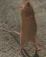 Louis (Garfield) | Scratchpad | Fandom