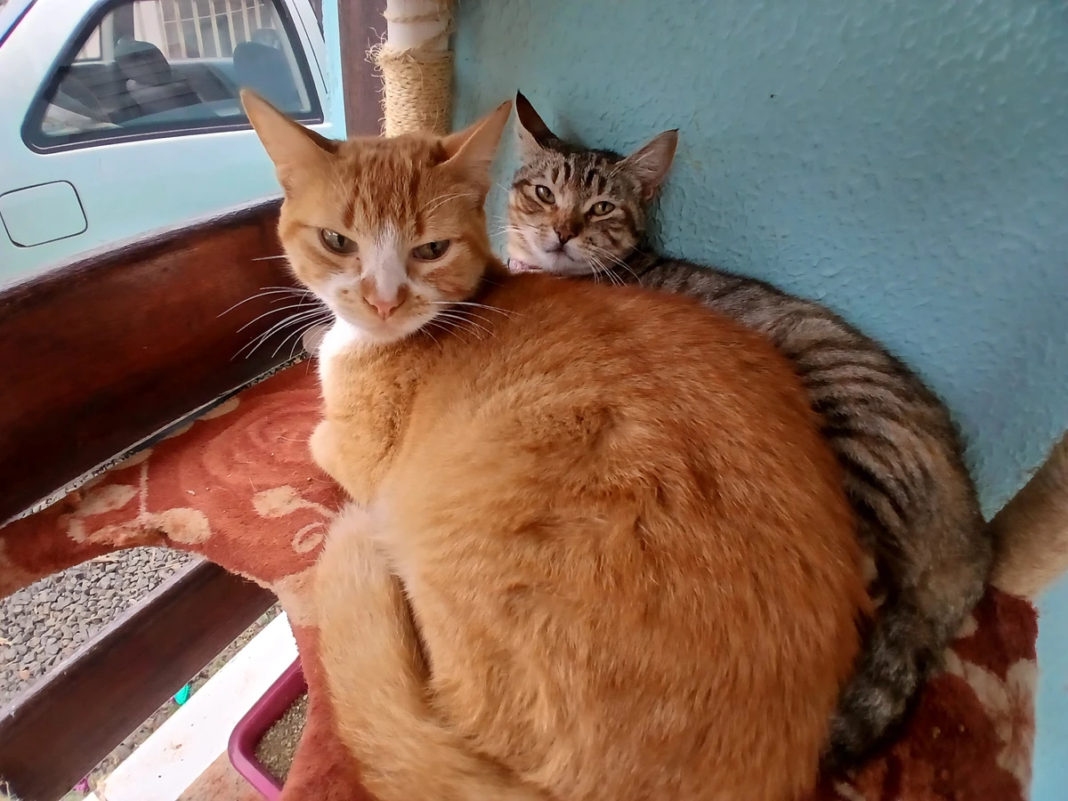 Romeo (cat) | Scratchpad | Fandom