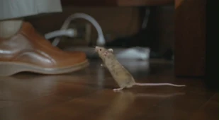 Louis (Garfield) | Scratchpad | Fandom