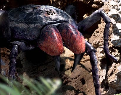 Mesothelae | Scratchpad | Fandom