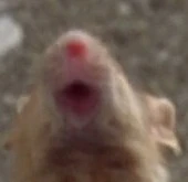 Louis (Garfield) | Scratchpad | Fandom