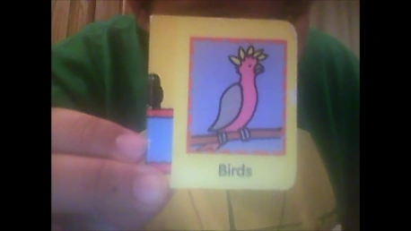 Animals on Safari Vol 20: Birds (Part 4) (video) | Scratchpad | Fandom