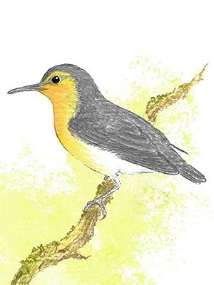 Pumiliornis | Scratchpad Video Wiki | Fandom