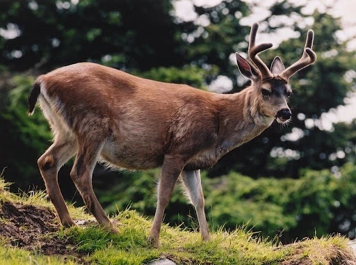 Sitka Deer | Scratchpad Video Wiki | Fandom