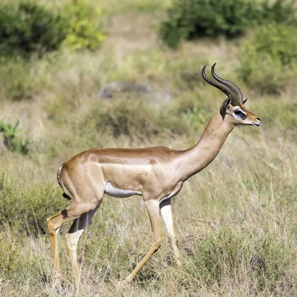Gerenuk Scratchpad Video Wiki Fandom