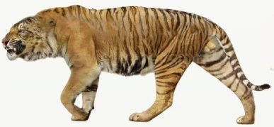 Trinil Tiger | Scratchpad Video Wiki | Fandom