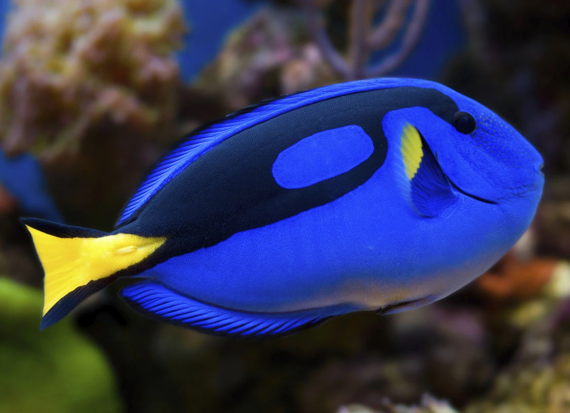 Regal Blue Tang | Scratchpad Video Wiki | Fandom