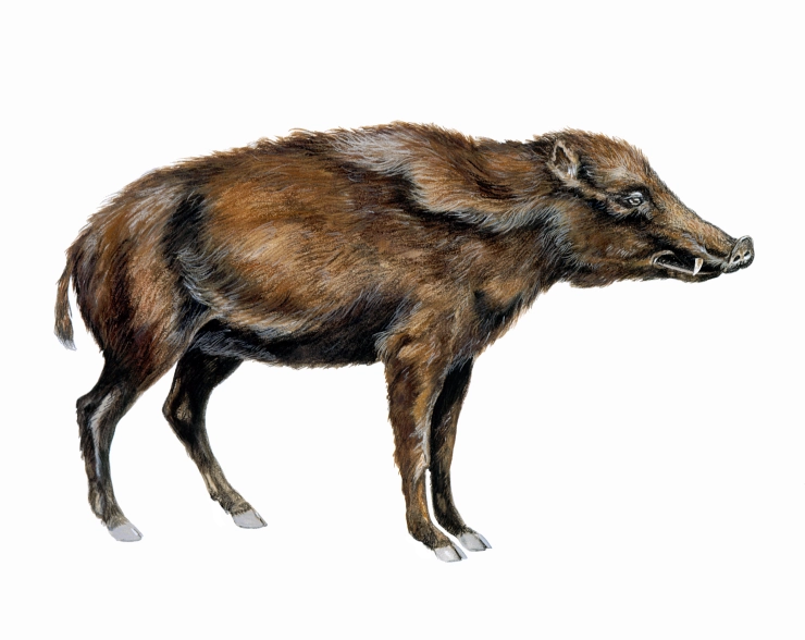 Flat-Headed Peccary | Scratchpad Video Wiki | Fandom