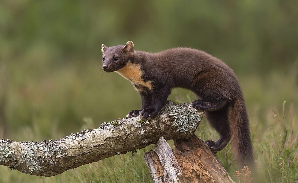 European Pine Marten | Scratchpad Video Wiki | Fandom