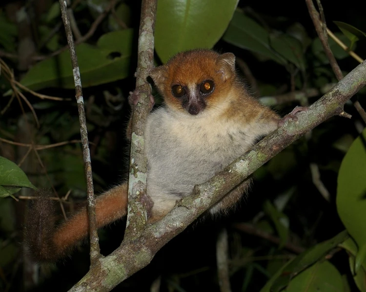 Goodman's Mouse Lemur | Scratchpad Video Wiki | Fandom