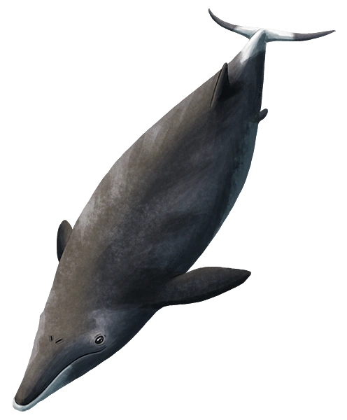 Llanocetus | Scratchpad Video Wiki | Fandom