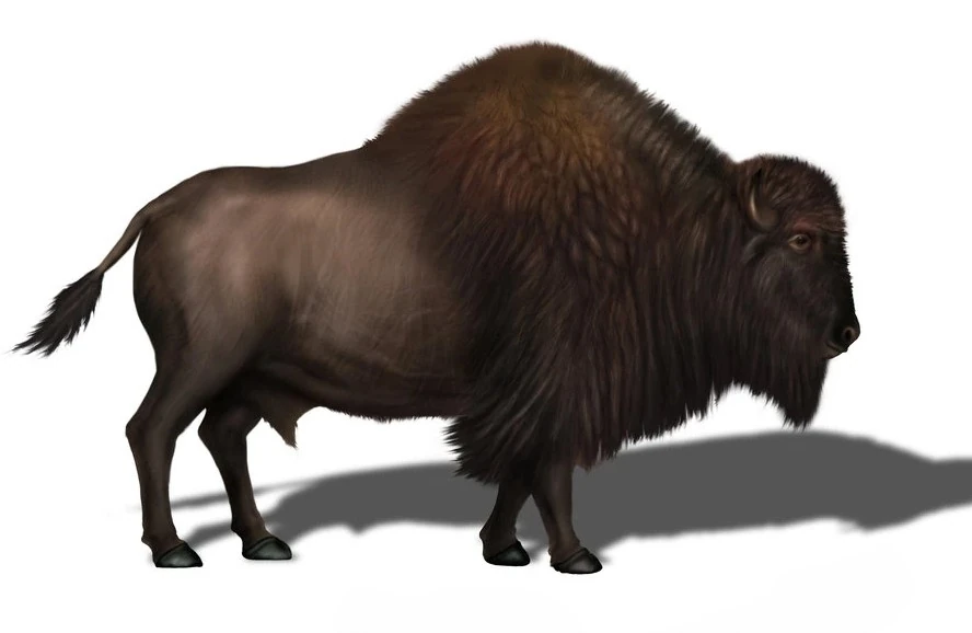 Holocene Bison | Scratchpad Video Wiki | Fandom