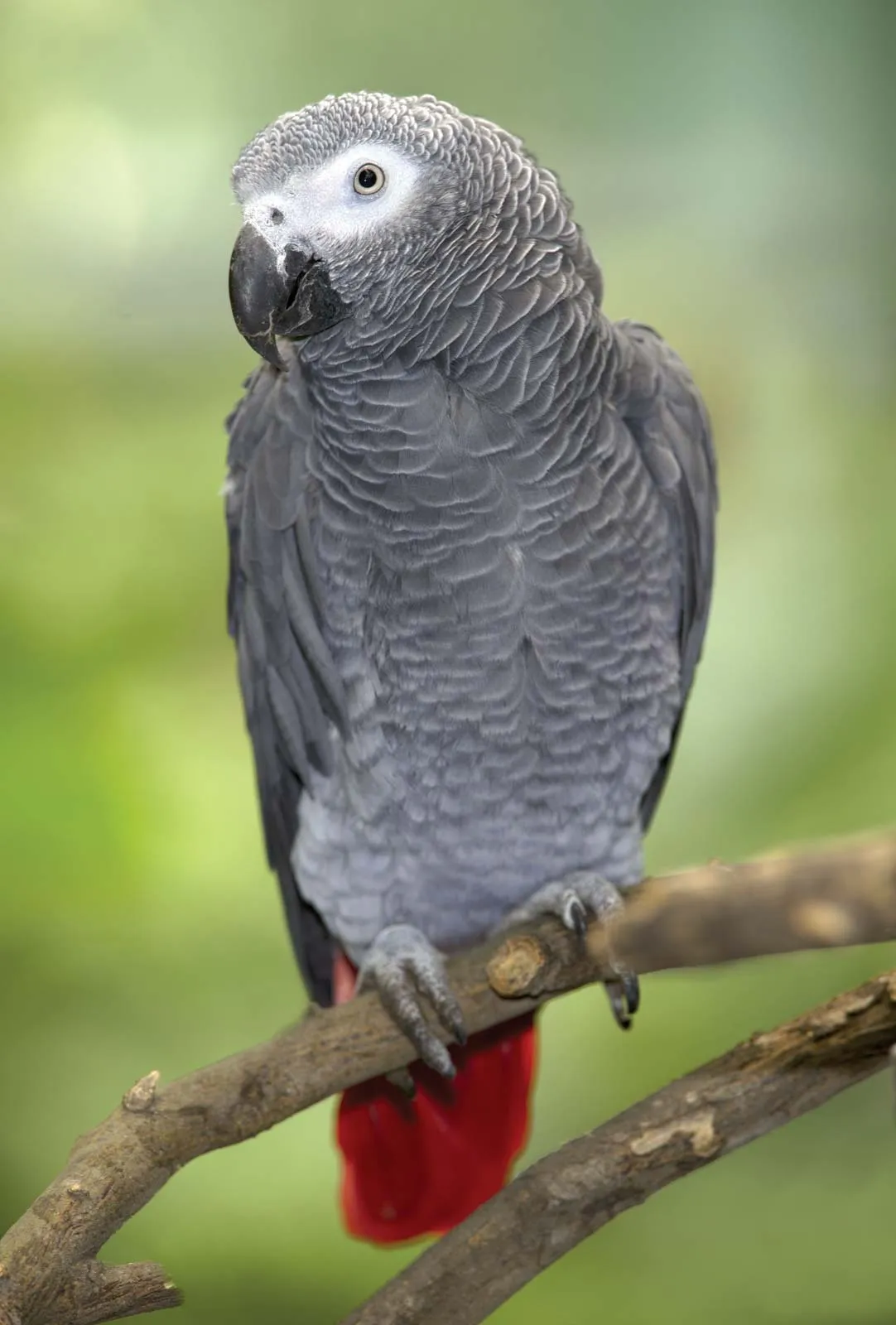 Grey Parrot | Scratchpad Video Wiki | Fandom