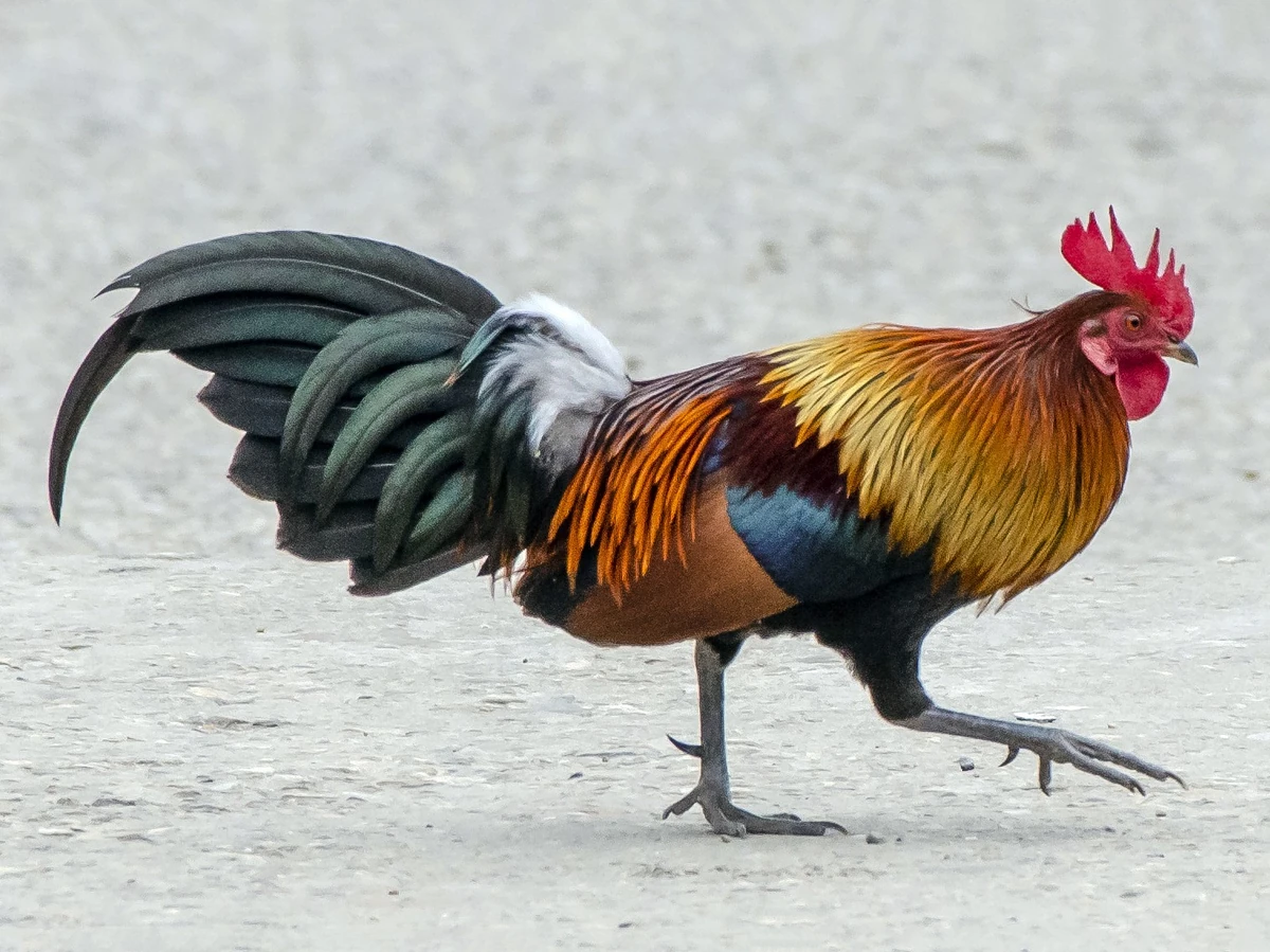 Red Junglefowl | Scratchpad Video Wiki | Fandom