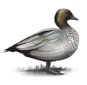 Finsch's Duck | Scratchpad Video Wiki | Fandom