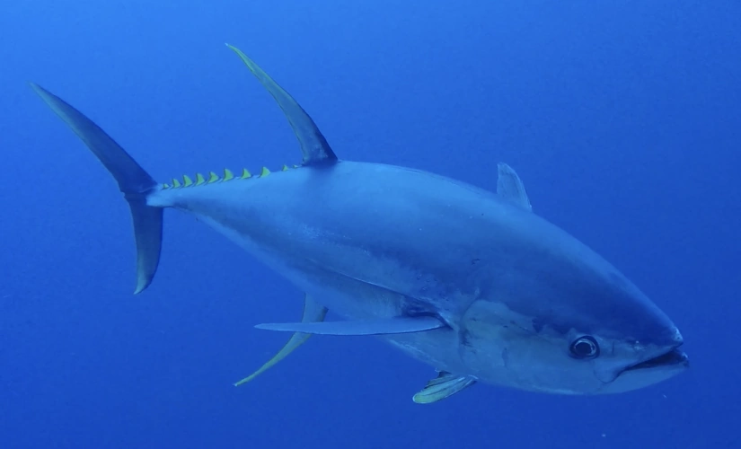 Yellowfin Tuna | Scratchpad Video Wiki | Fandom