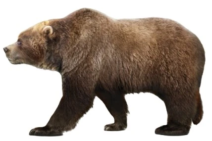 Steppe Brown Bear | Scratchpad Video Wiki | Fandom