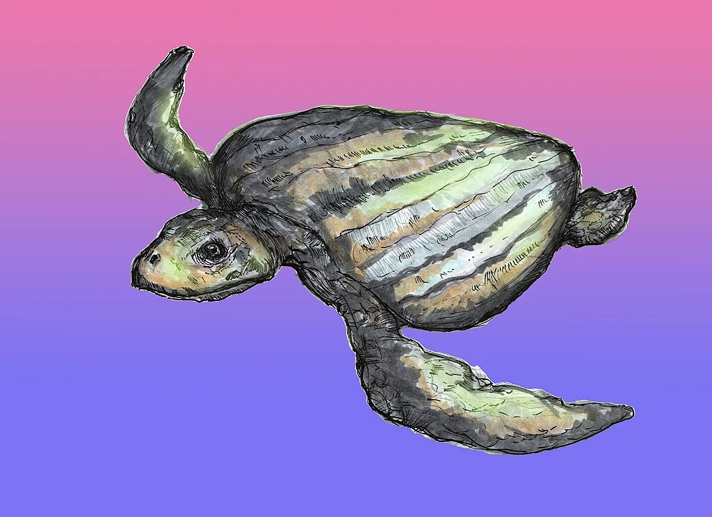 Erquelinnesia | Scratchpad Video Wiki | Fandom