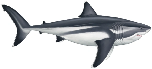 Megalodon | Scratchpad Video Wiki | Fandom