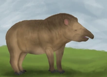 California Tapir | Scratchpad Video Wiki | Fandom