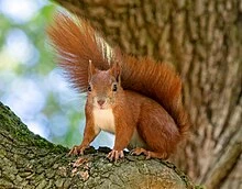 Red Squirrel | Scratchpad Video Wiki | Fandom