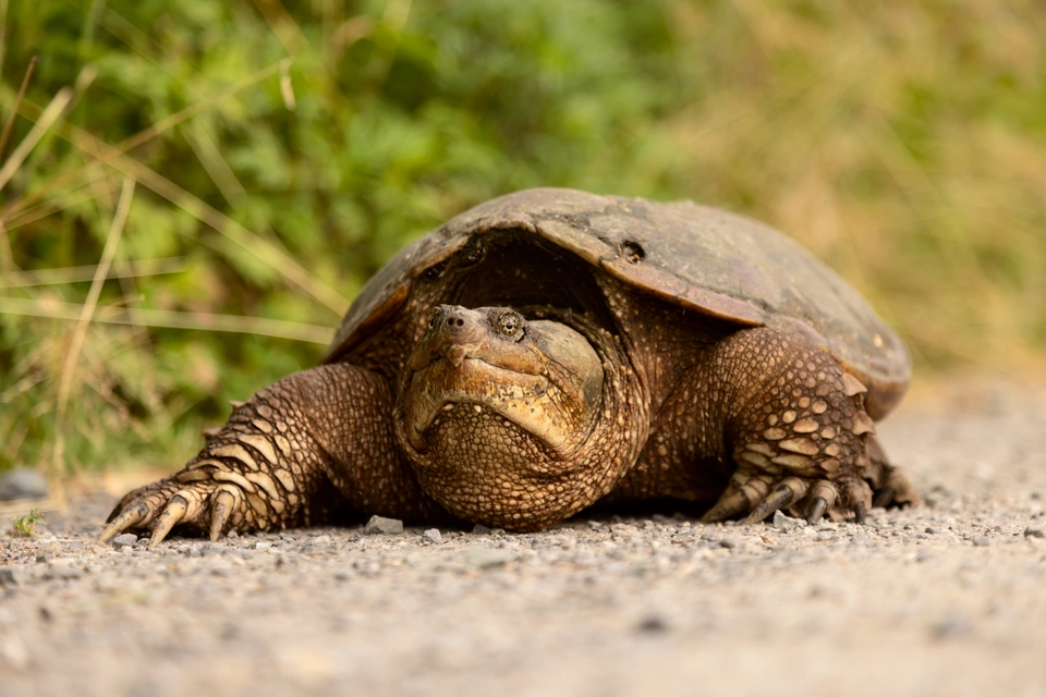 Common Snapping Turtle | Scratchpad Video Wiki | Fandom