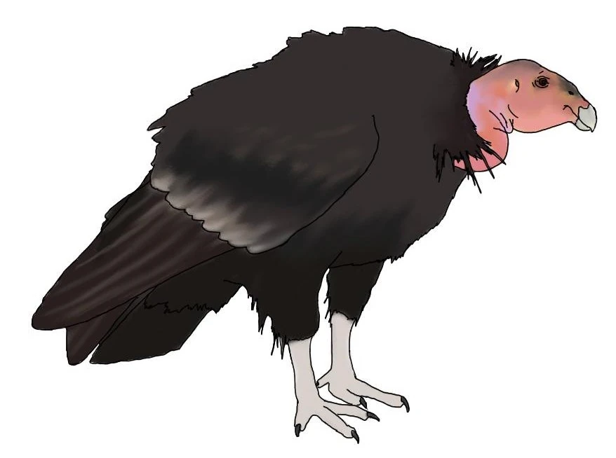 Cuban Condor | Scratchpad Video Wiki | Fandom