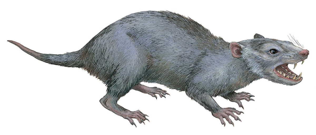 Deltatheridium | Scratchpad Video Wiki | Fandom