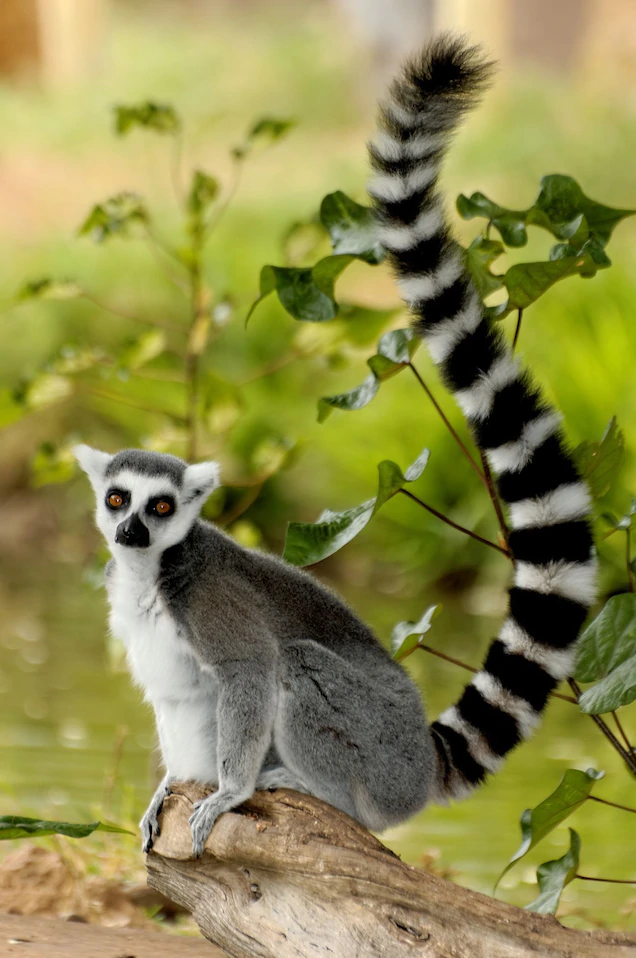 Ring-Tailed Lemur | Scratchpad Video Wiki | Fandom