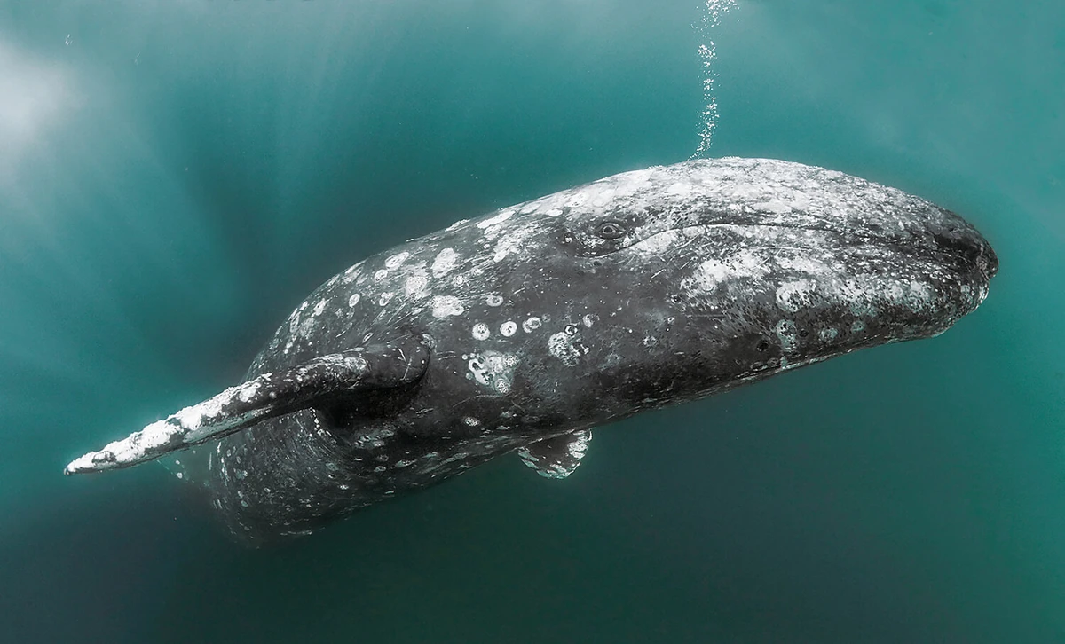 Gray Whale | Scratchpad Video Wiki | Fandom