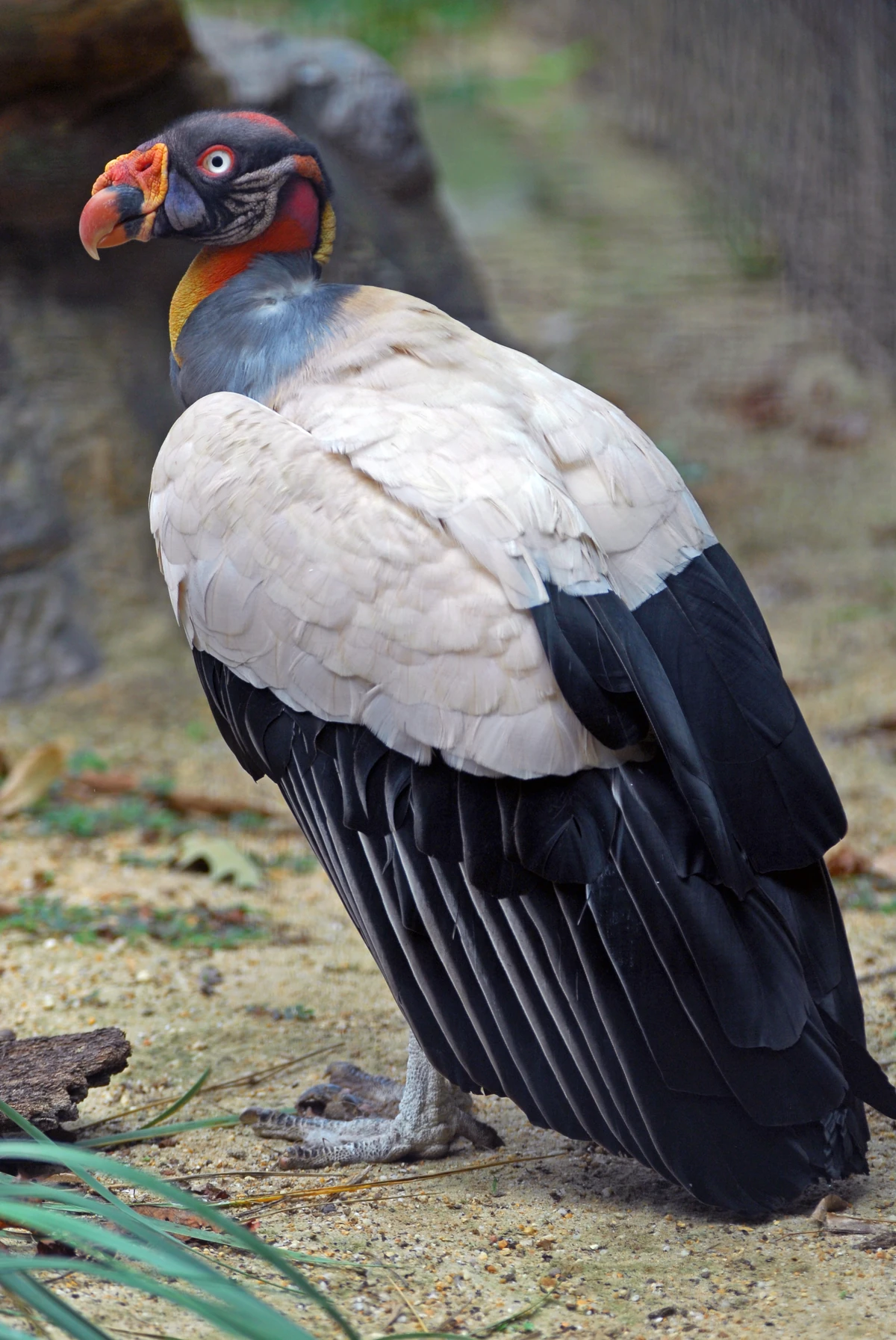 King Vulture | Scratchpad Video Wiki | Fandom