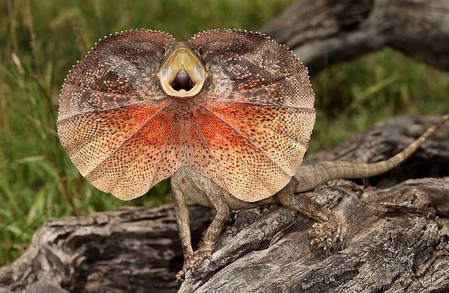 Frilled Lizard | Scratchpad Video Wiki | Fandom